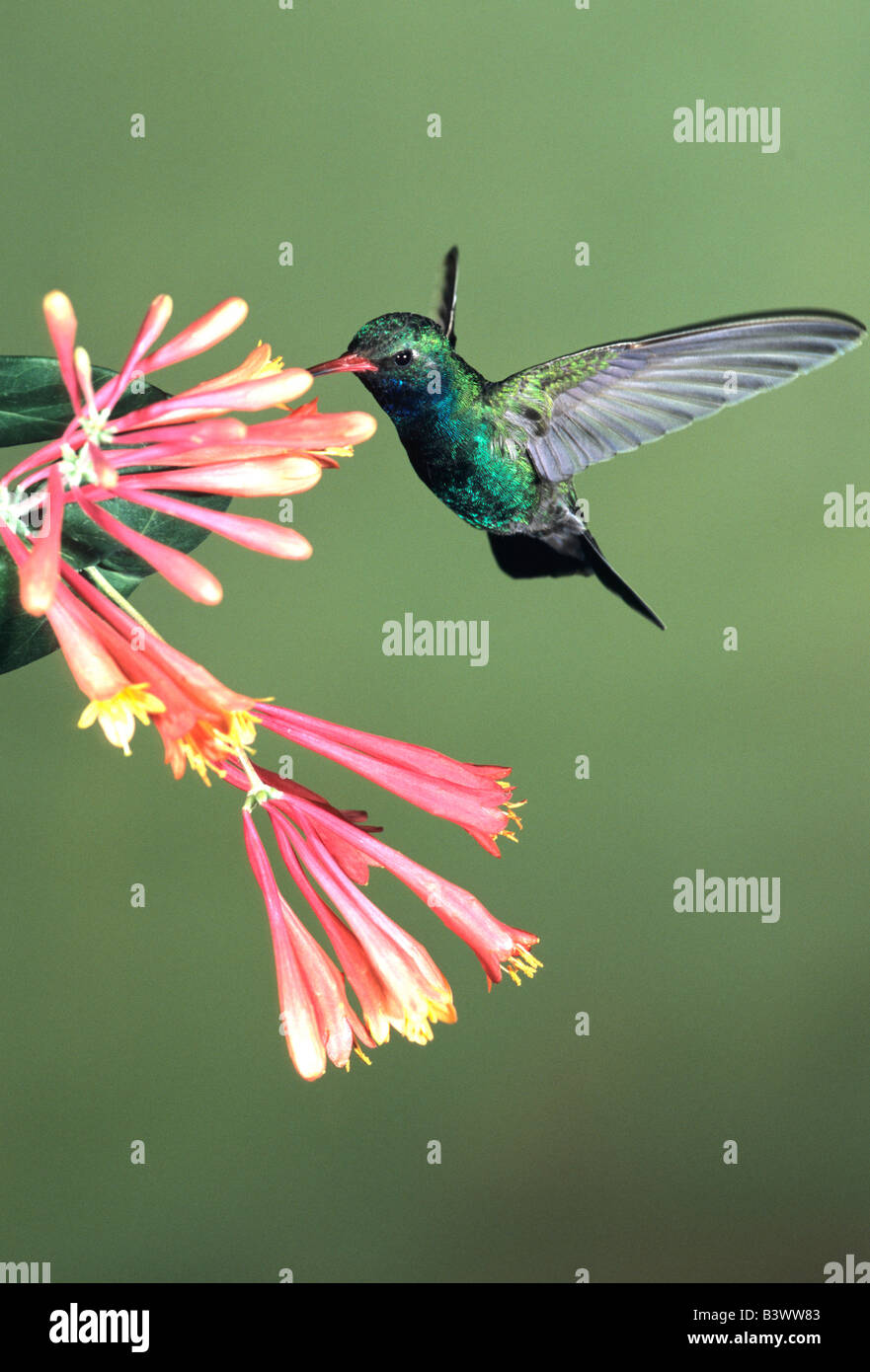 Side profile of a Broad-Billed hummingbird (Cynanthus latirostris ...