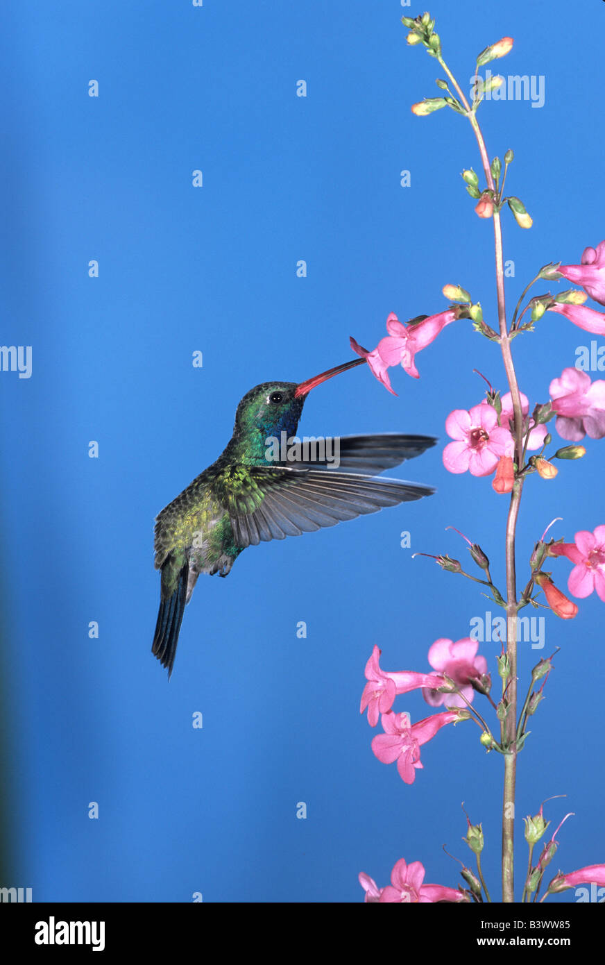 Side profile of a Broad-Billed hummingbird (Cynanthus latirostris ...