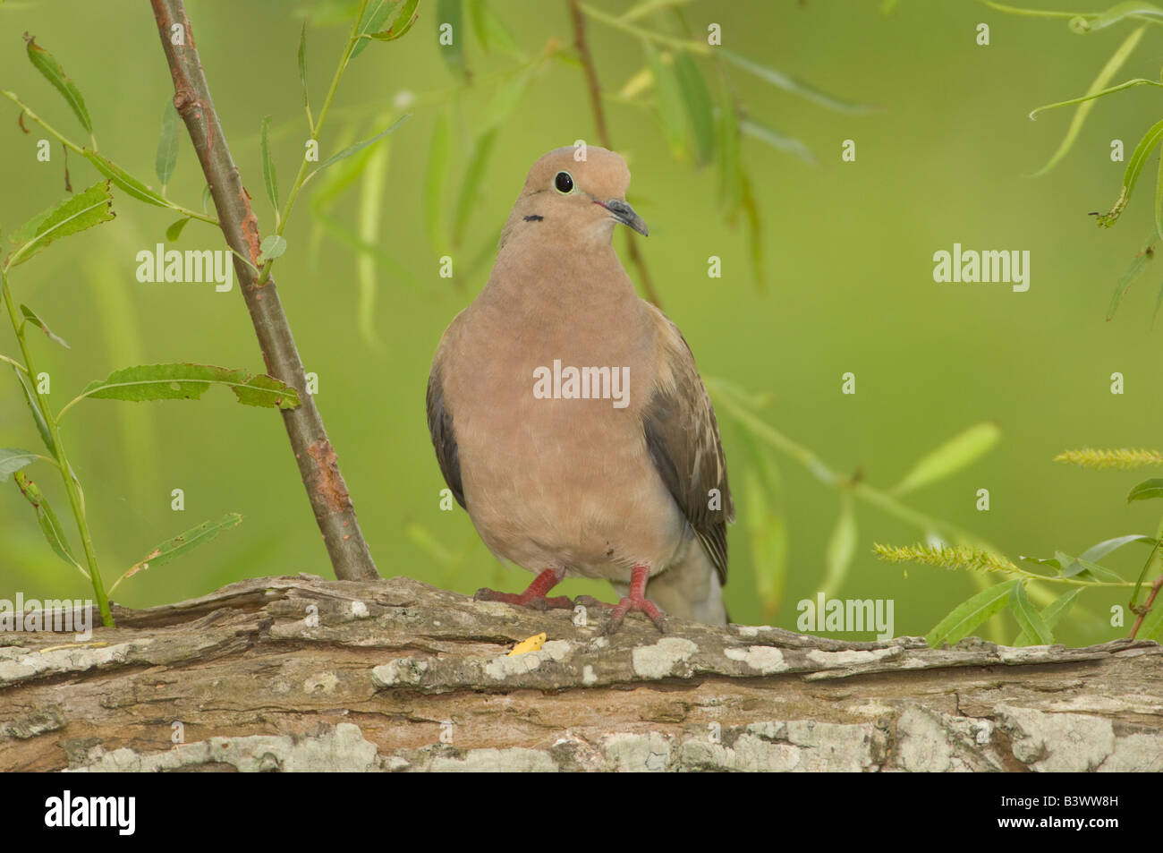 Close-up of a Mourning dove (Zenaida macroura) perching on a branch of ...