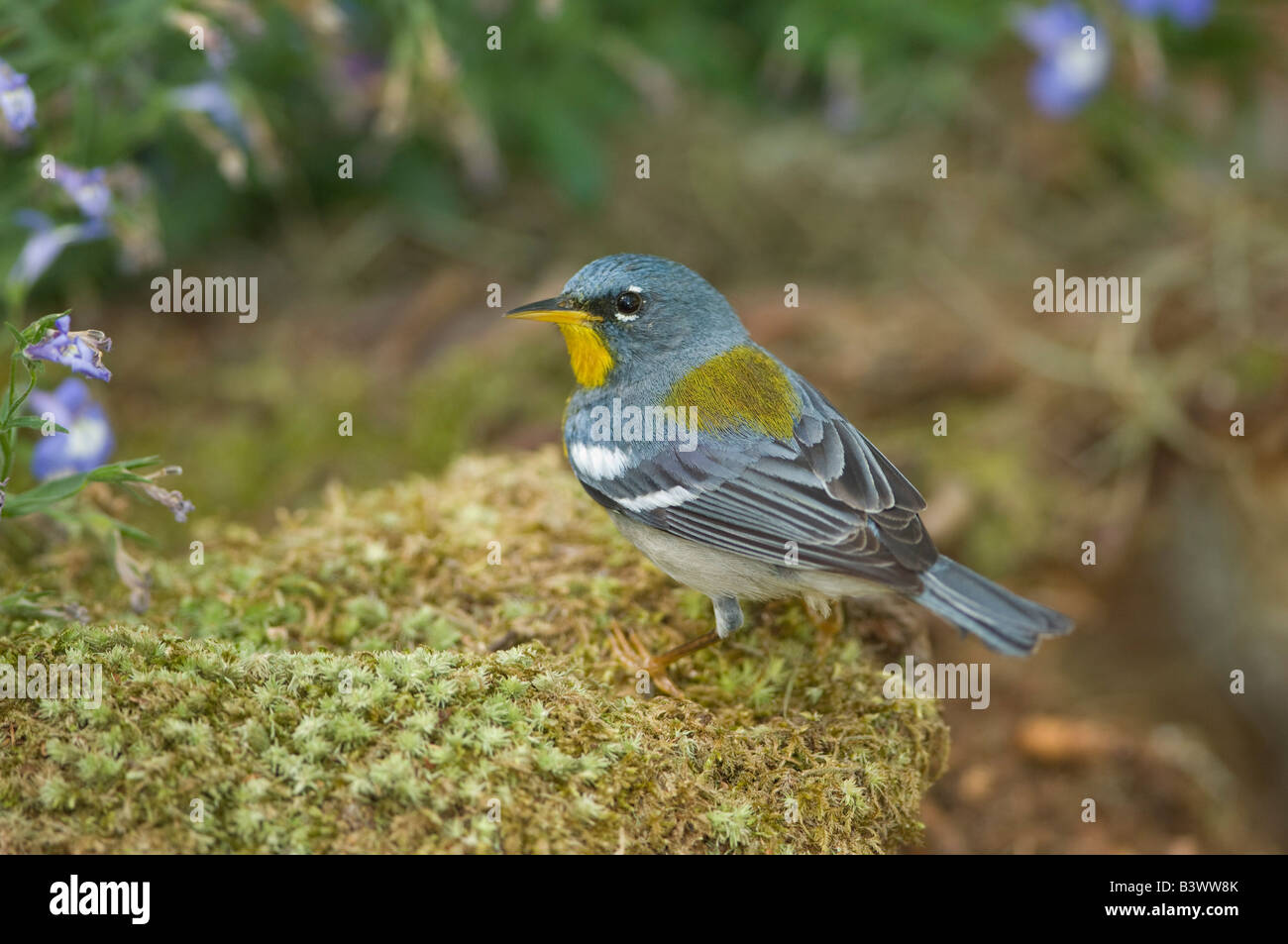 High angle view of a Northern parula (Parula americana Stock Photo - Alamy