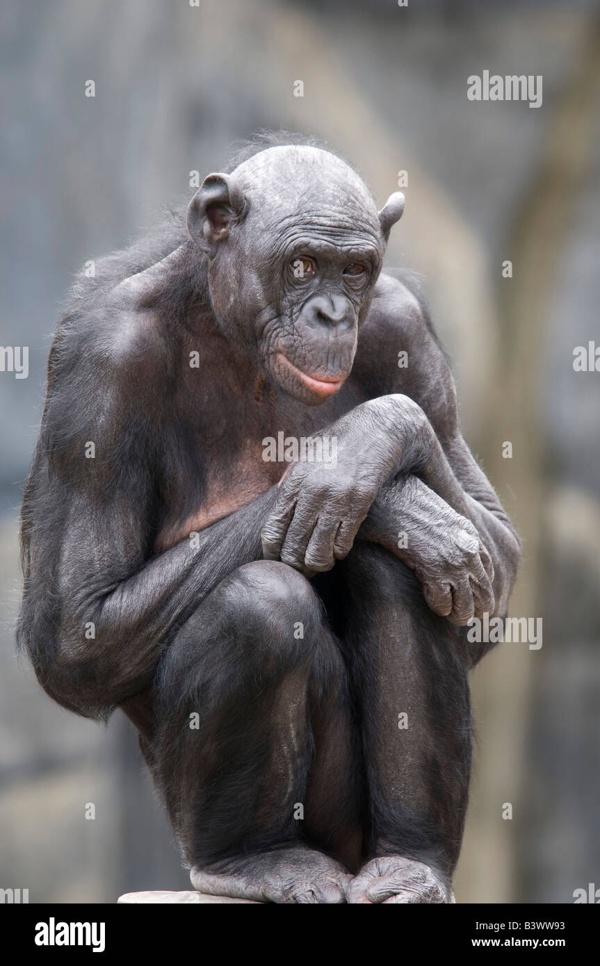 Portrait of a Bonobo (Pan paniscus) sitting on a tree stump Stock Photo ...