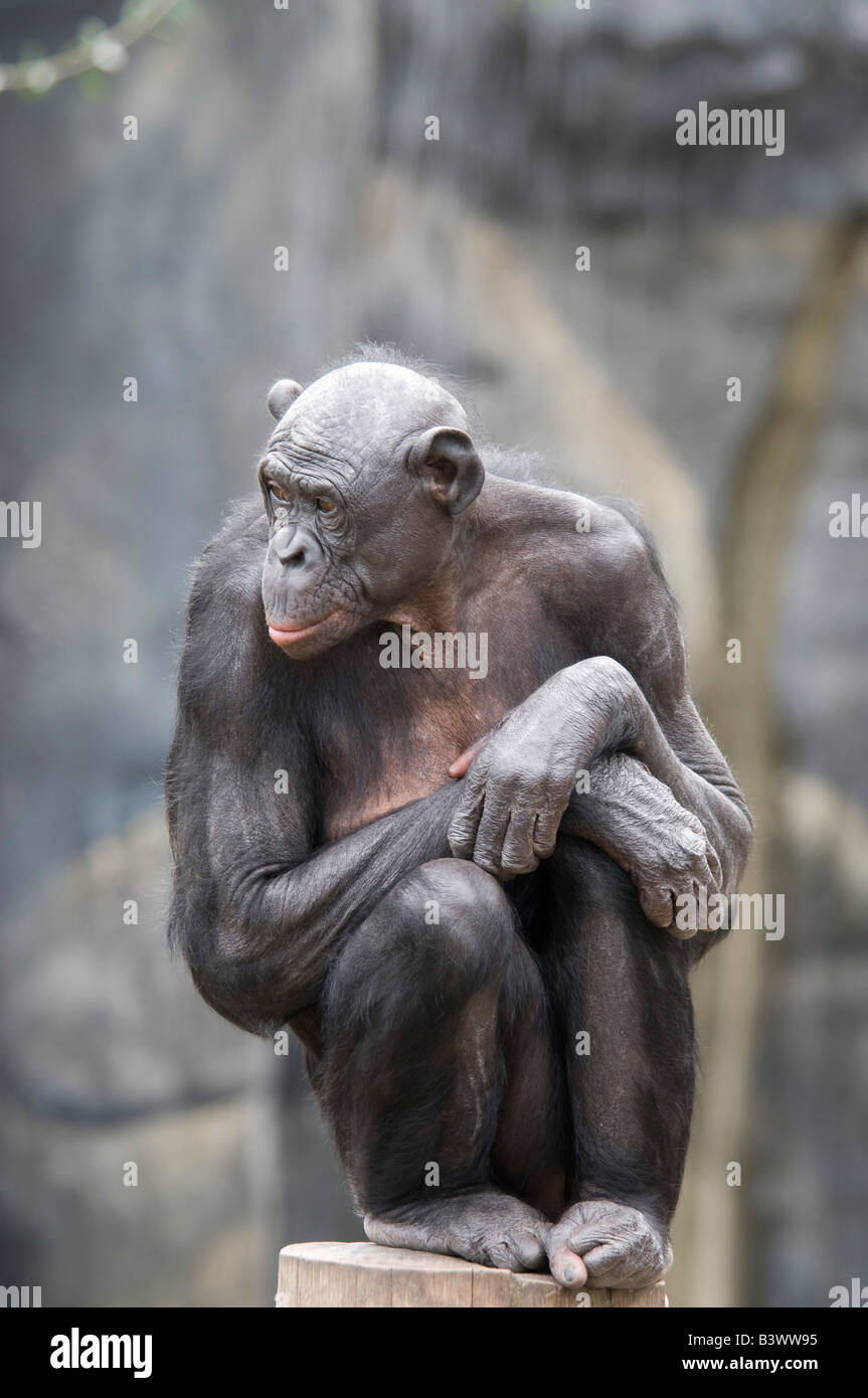 Close-up of a Bonobo (Pan paniscus) sitting on a tree stump Stock Photo ...