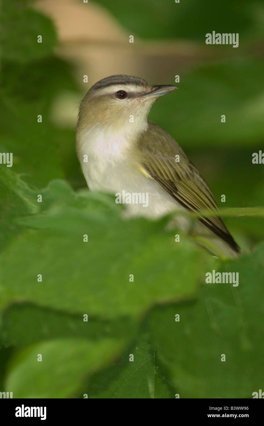 Close-up of a Red-eyed vireo (Vireo olivaceus Stock Photo - Alamy