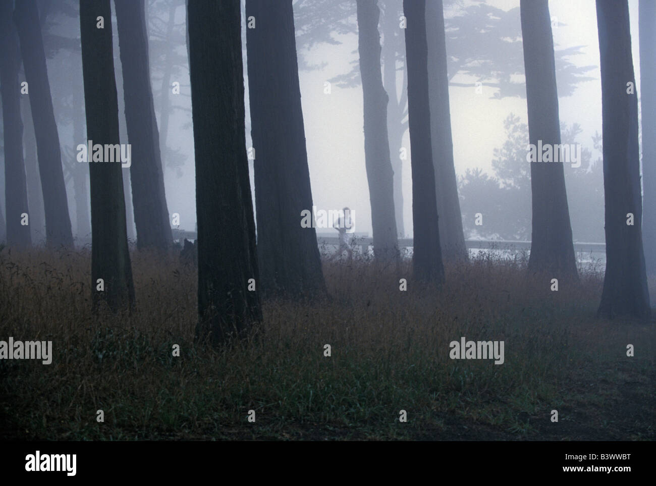 Runner alone on a path in the early morning San Francisco fog Stock ...