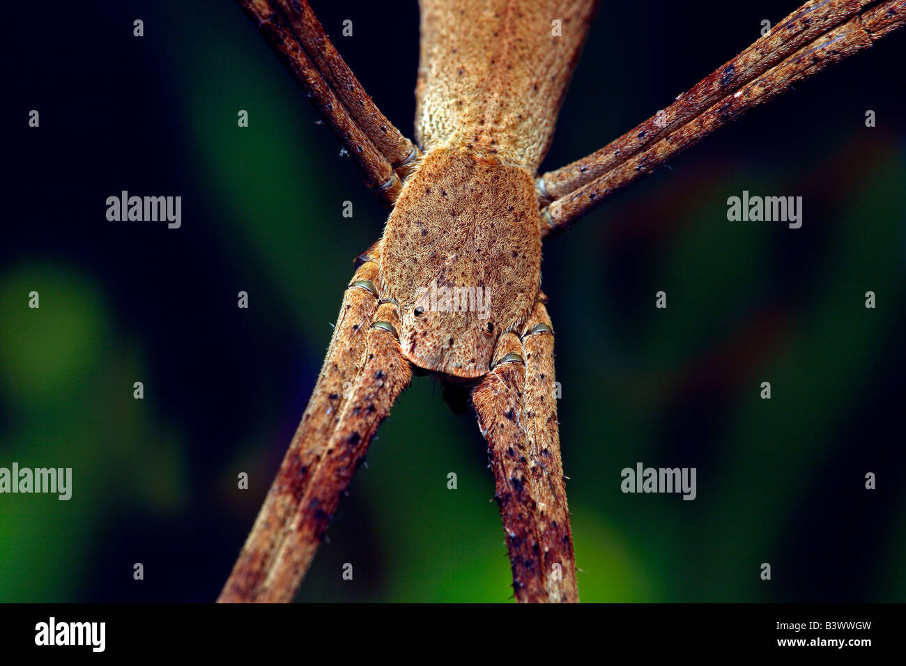 Female net-casting spider (Deinopis subrufa), also known as the Ogre ...