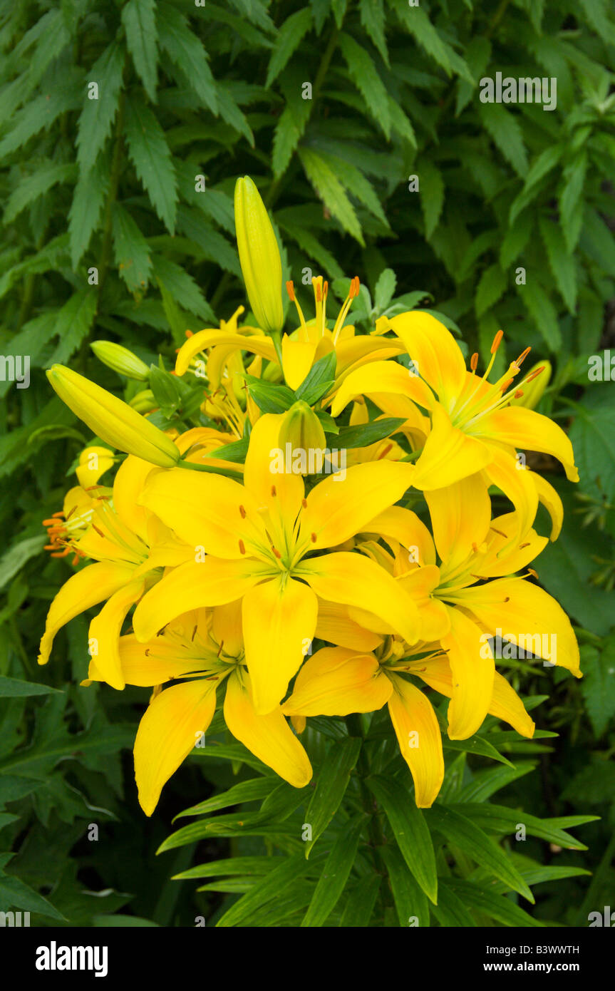 Cluster lilies hi-res stock photography and images - Alamy