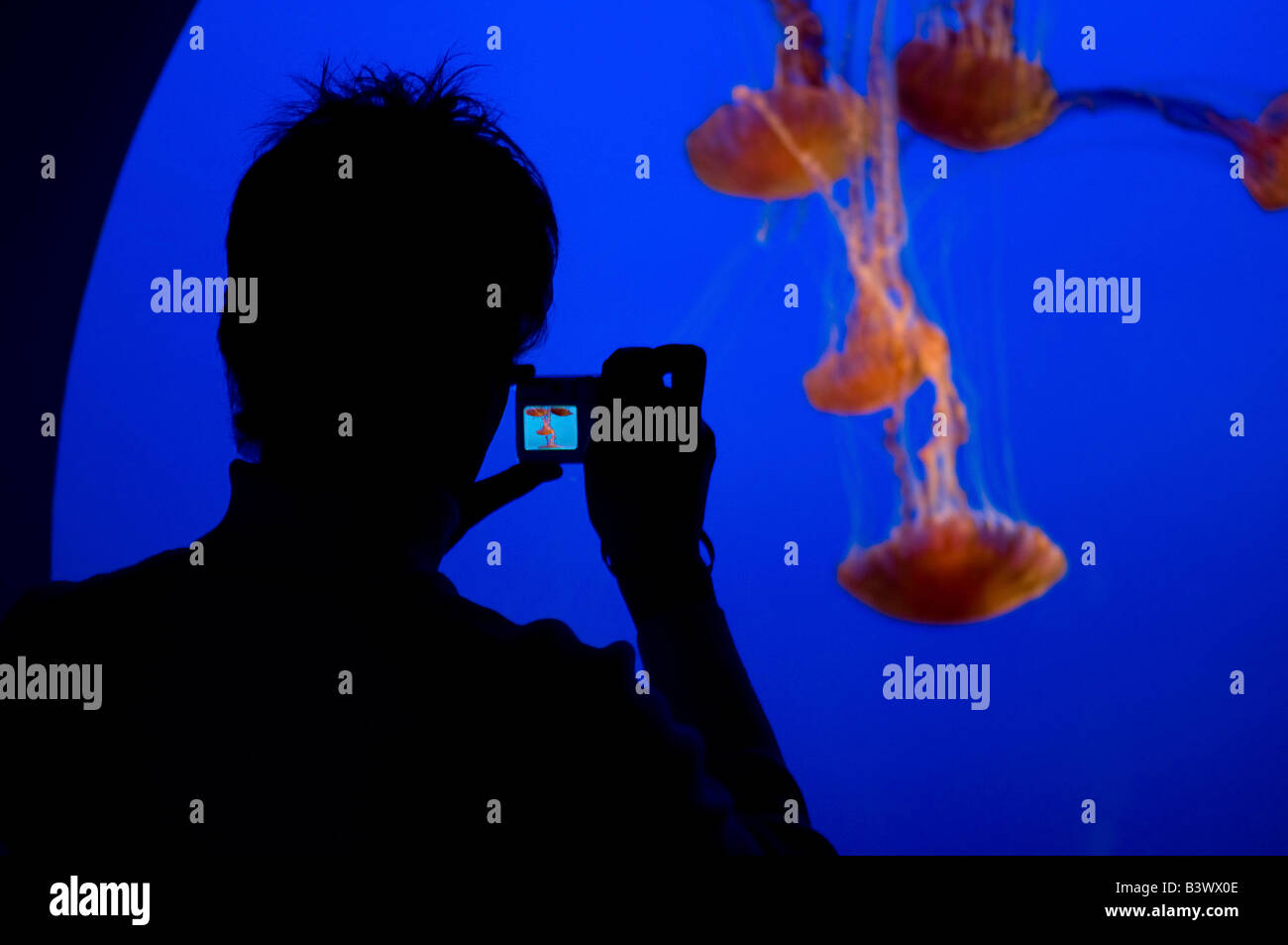 Man with fish head hi-res stock photography and images - Alamy