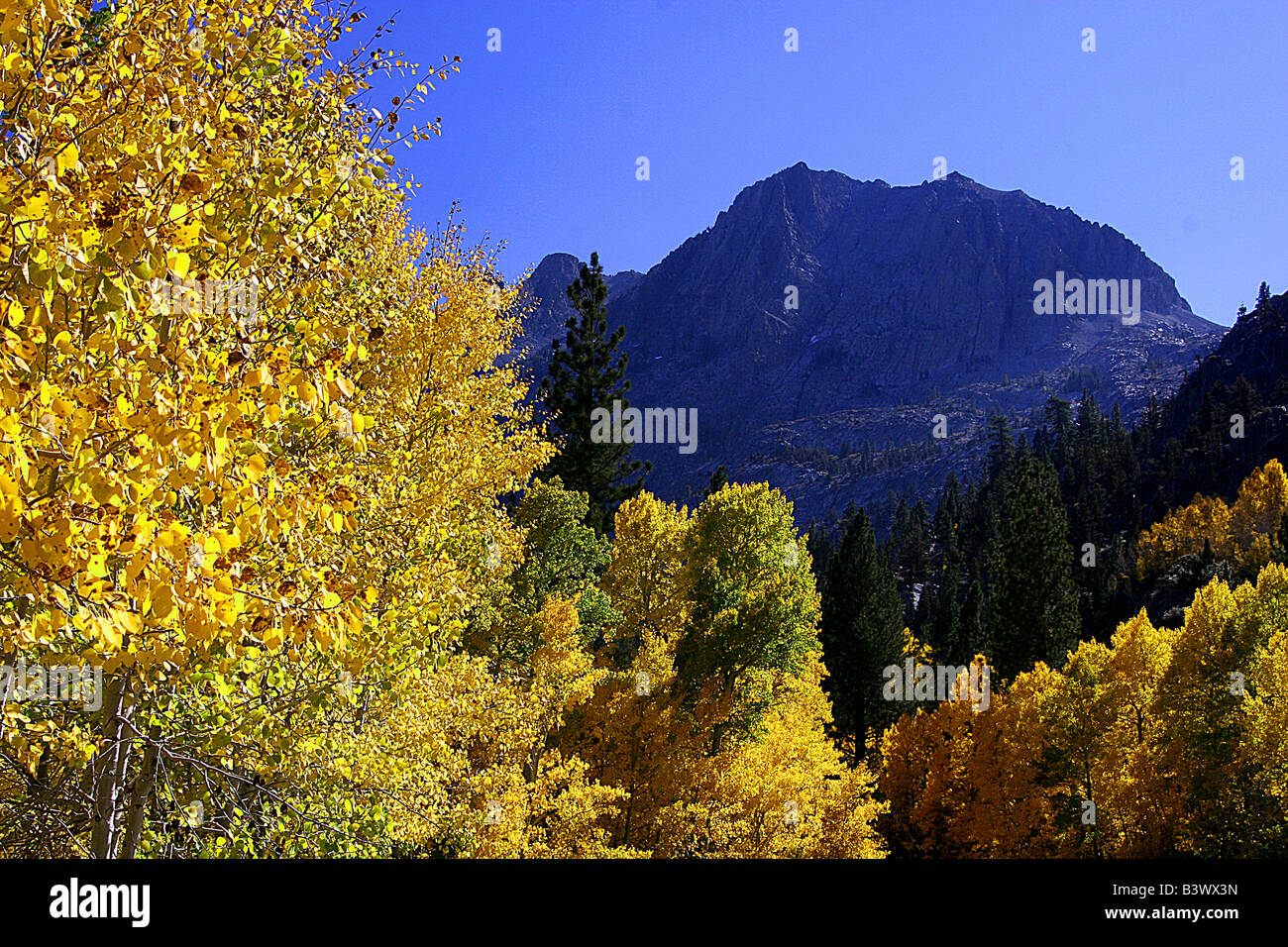Aspen trees in a forest, Carson Peak, Californian Sierra Nevada ...