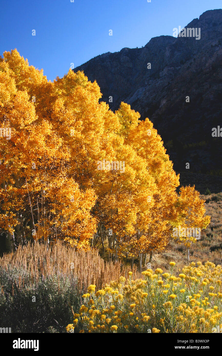 Aspen trees in a forest, Carson Peak, Californian Sierra Nevada ...