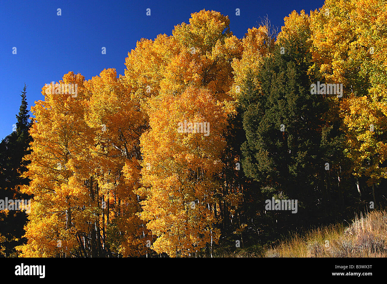 Aspen trees in a forest, Carson Peak, Californian Sierra Nevada ...