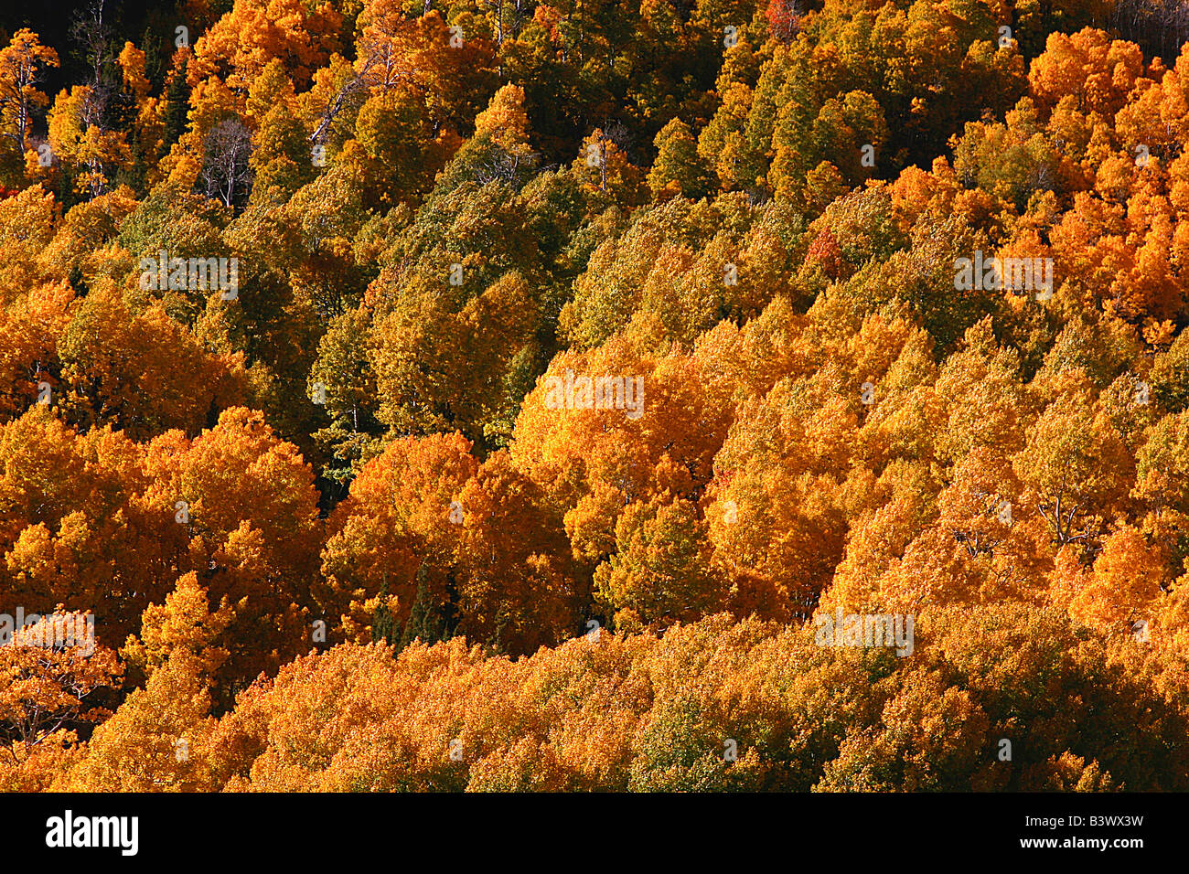 High angle view of Aspen trees in a forest, Carson Peak, Californian ...