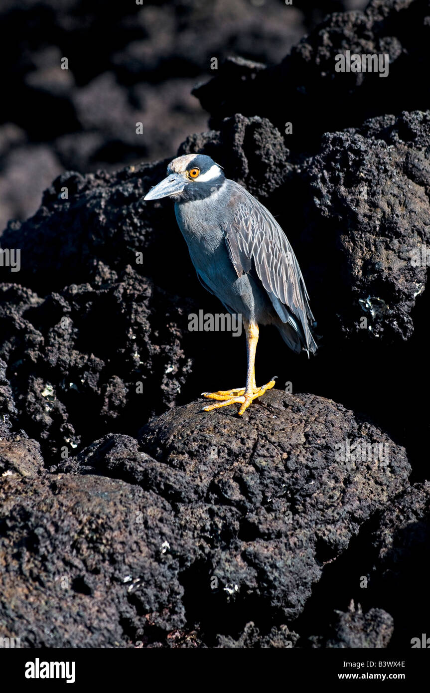Herons rock hi-res stock photography and images - Alamy