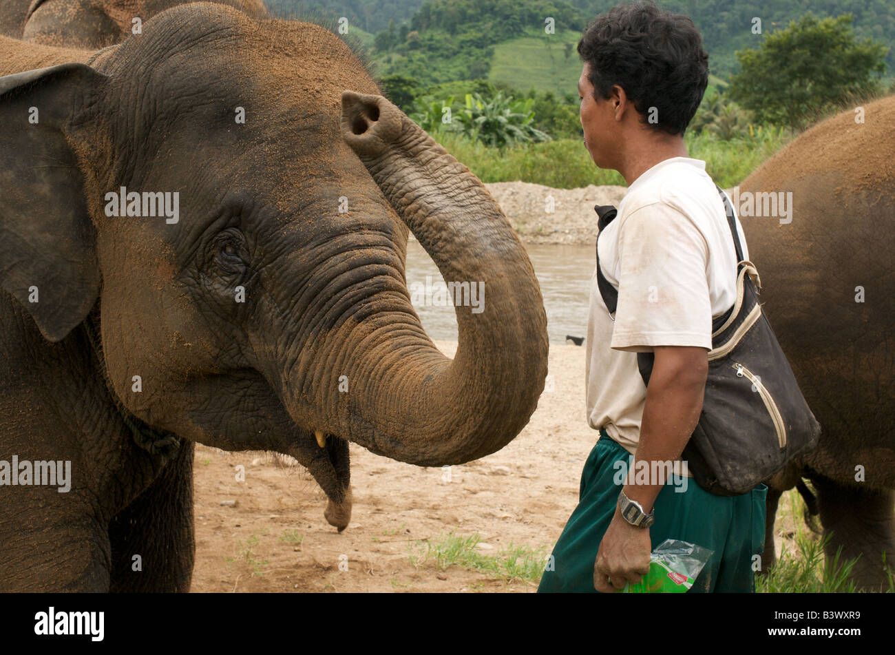 Asian elephant with its mahout hi-res stock photography and images - Alamy