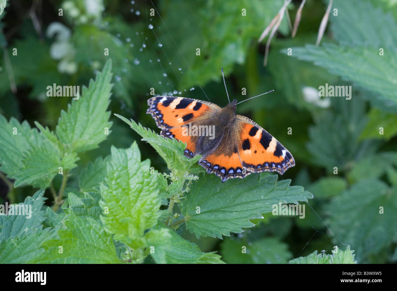 Nettles butterfly hi-res stock photography and images - Alamy