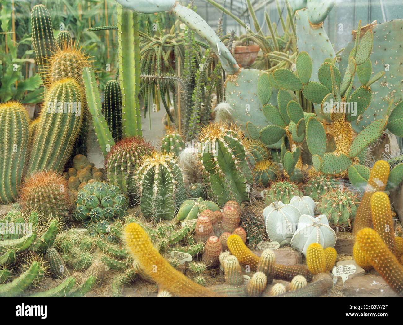 different cacti and succulents Stock Photo - Alamy