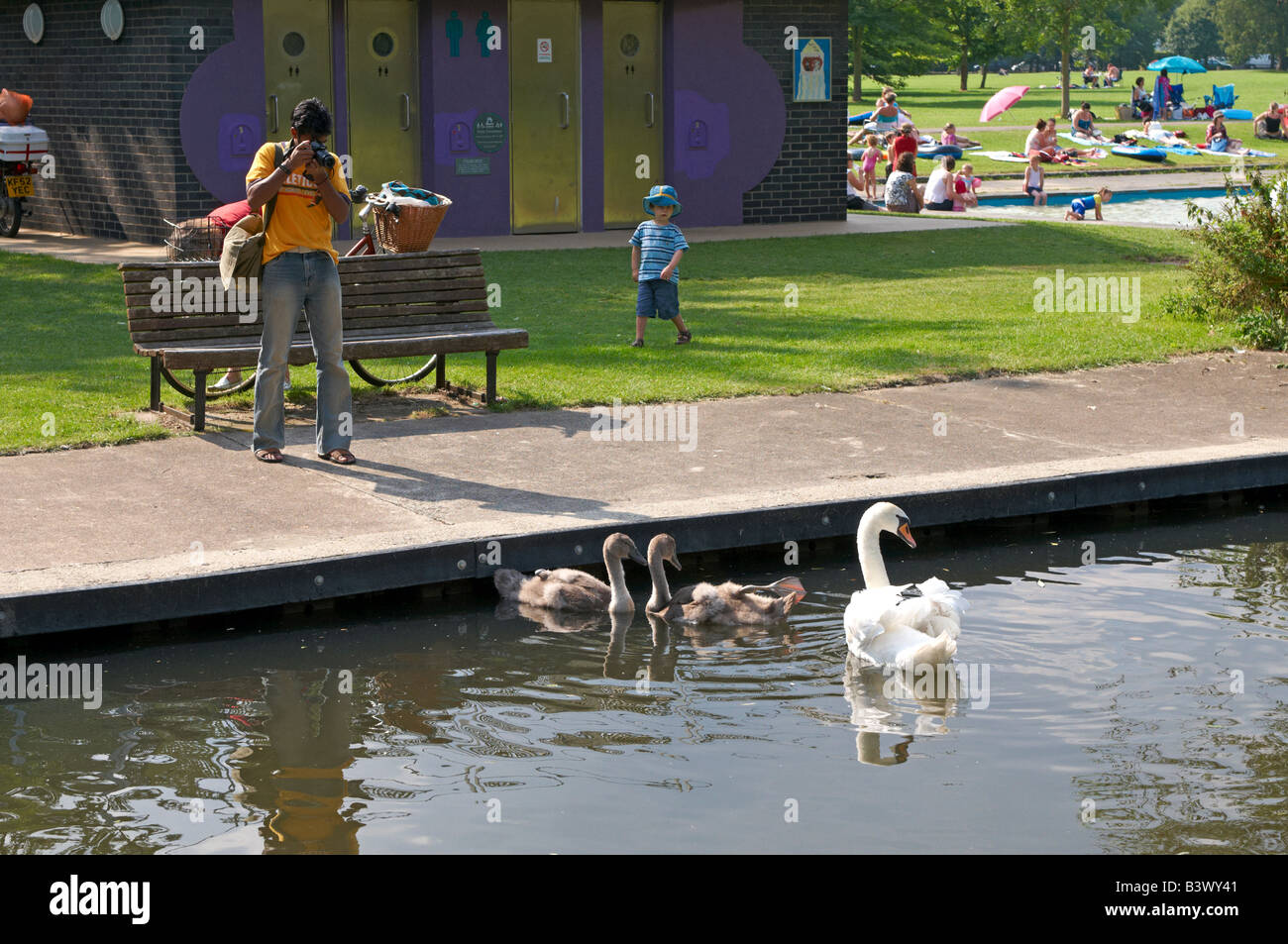 Man taking pictures of swans and signets Coe Fen Cambridge Great ...