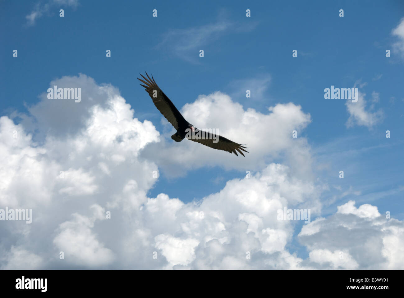 A hawk hi-res stock photography and images - Alamy