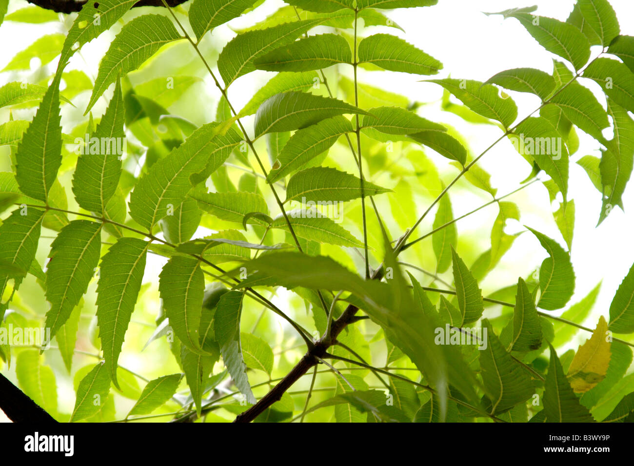 Neem Background High Resolution Stock Photography and Images - Alamy