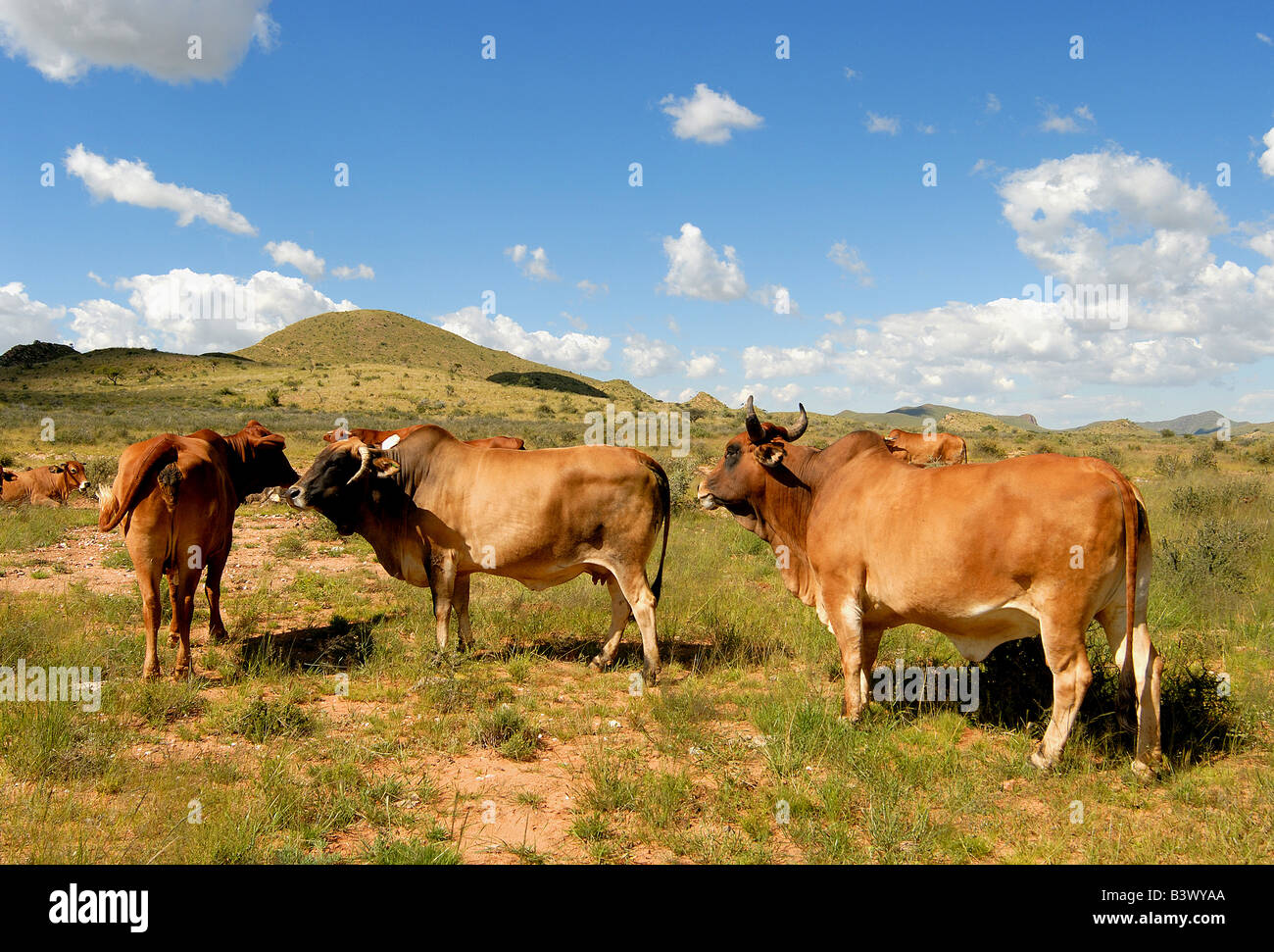 cattle in pasture near Solitaire Namibia Stock Photo - Alamy