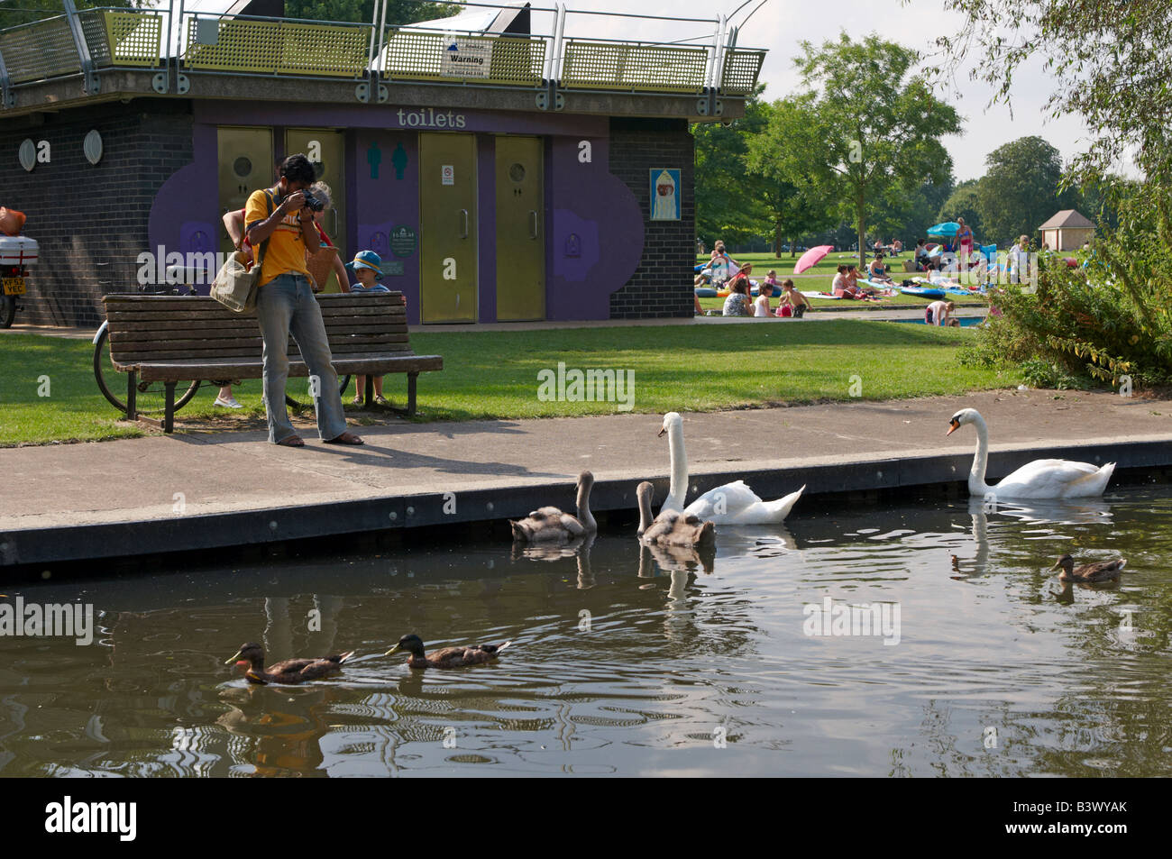 Man taking pictures of swans and signets Coe Fen Cambridge Great ...