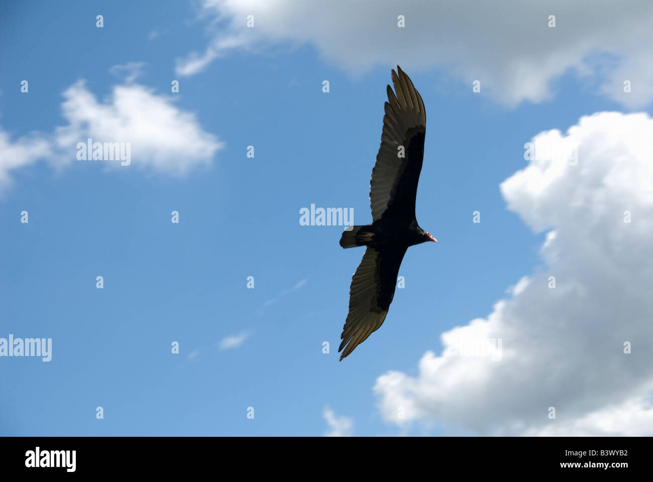Flying hawk hi-res stock photography and images - Alamy