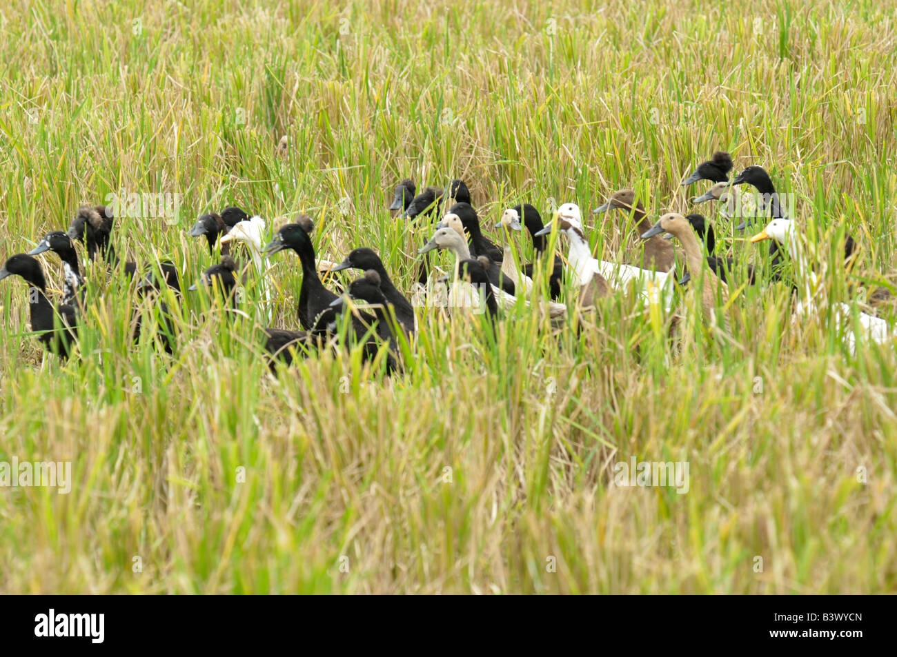 ducks in rice paddy, ubud, bali , indonesia Stock Photo - Alamy