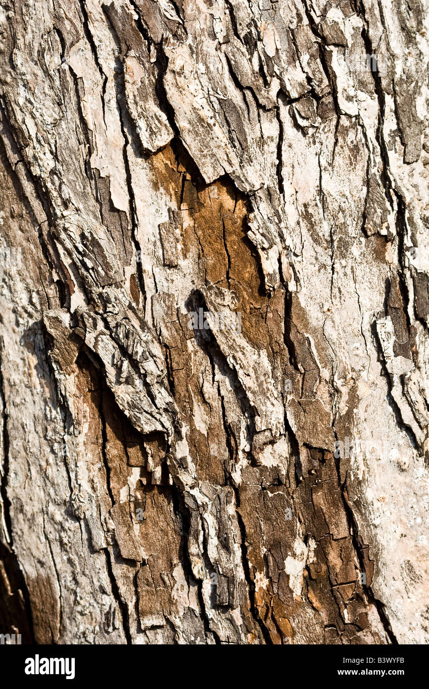 Weird tree growth hi-res stock photography and images - Alamy