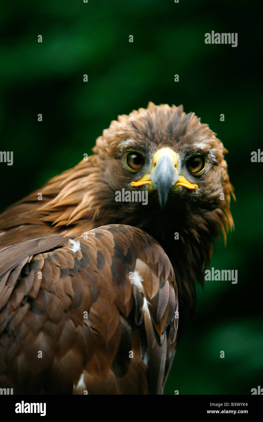Golden Eagles Face Face High Resolution Stock Photography and Images ...