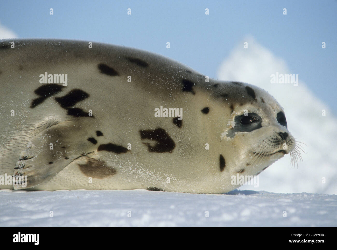 Harp Seal (Phoca groenlandica) Adult female, Magdalen Islands, Quebec ...