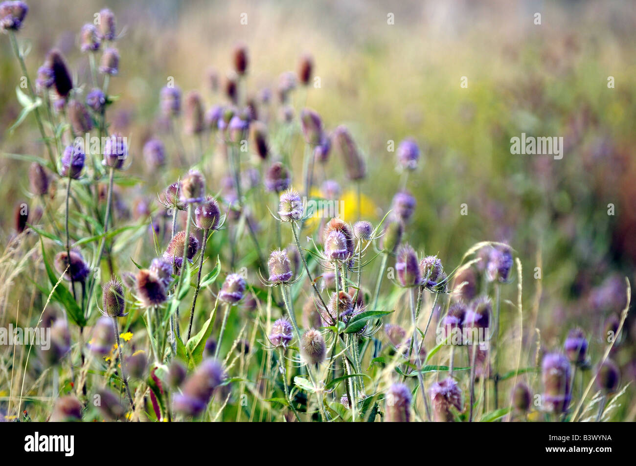 A field of Teasels in summer Stock Photo - Alamy