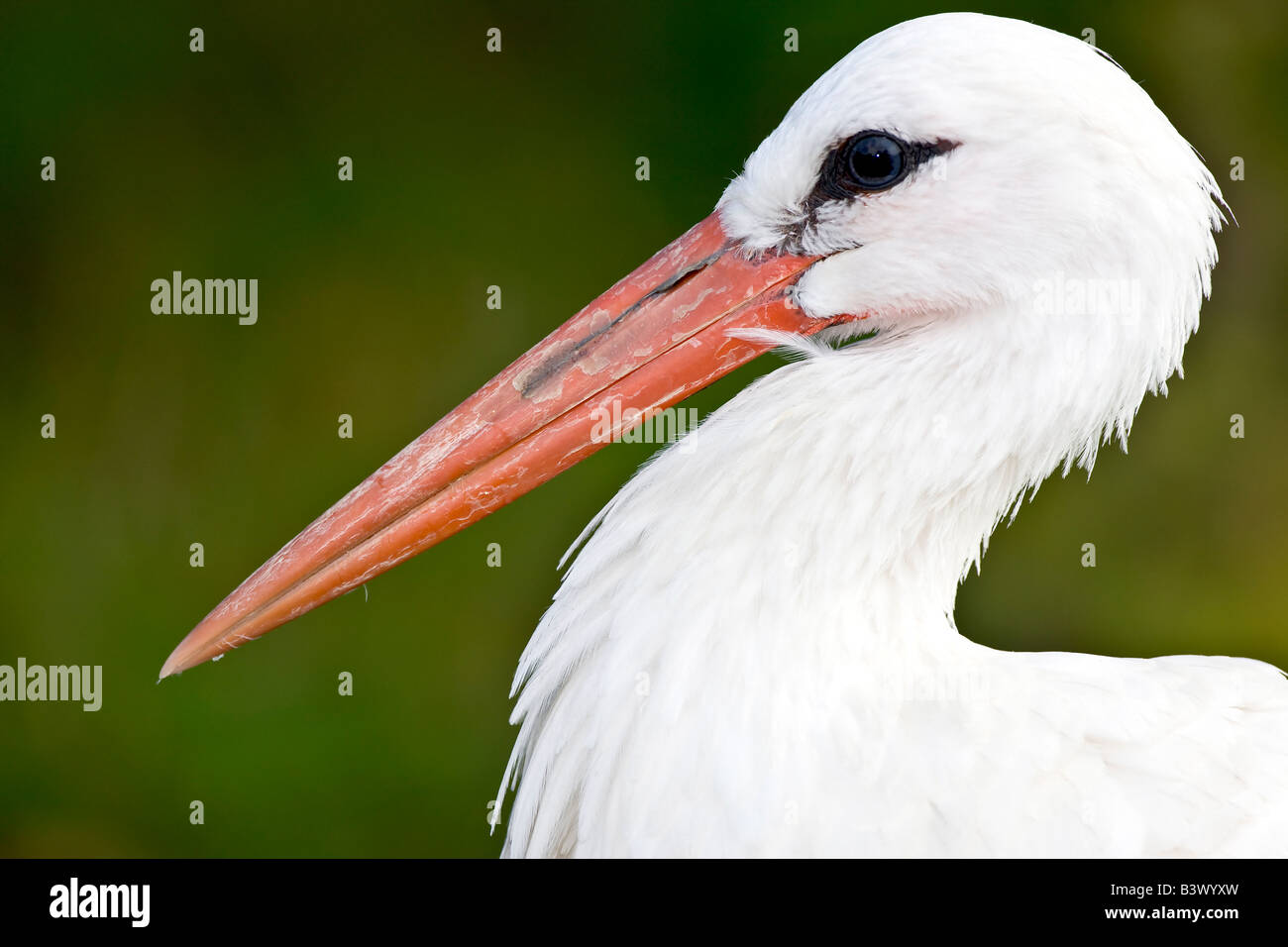White Stork close-up of head and neck Stock Photo - Alamy