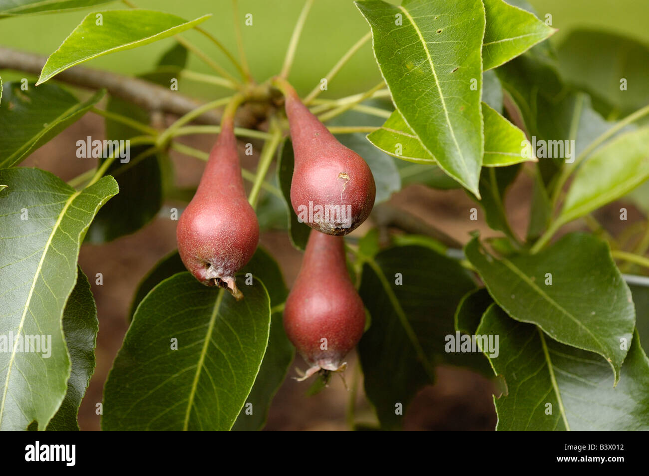 Young cultivated Pears growing on tree Stock Photo - Alamy