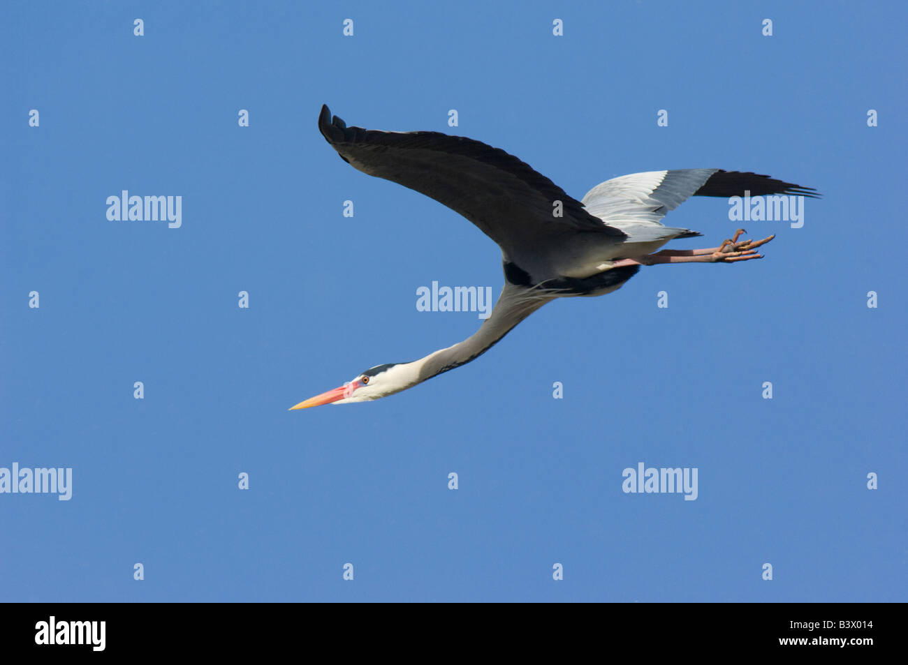 Grey heron Ardea cinerea flying Stock Photo - Alamy