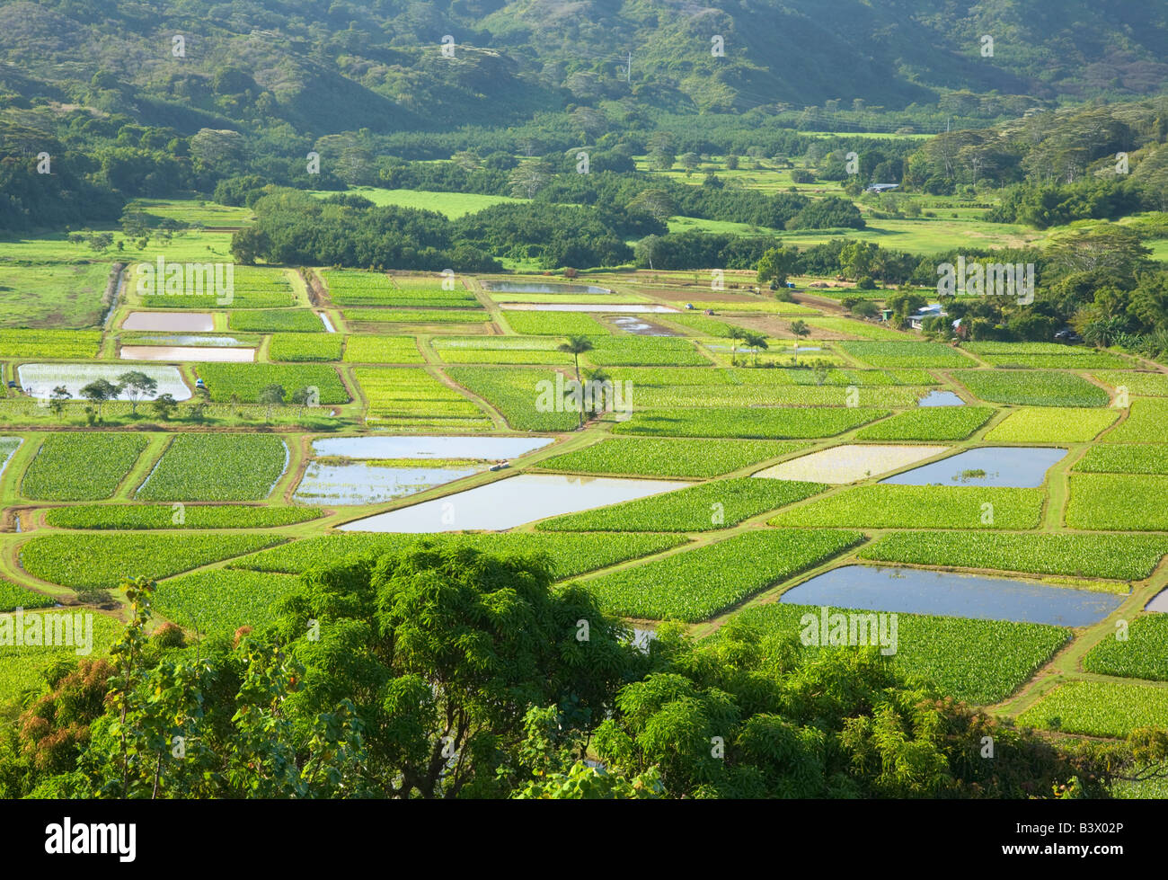 Taro Fields in Hanalei Valley Kaua i Hawaii USA Stock Photo - Alamy