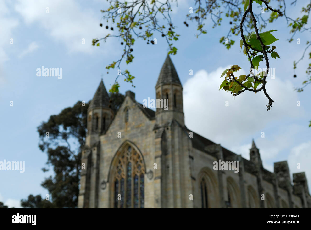 Spring growth on tree branches, with gothic cathedral in background ...