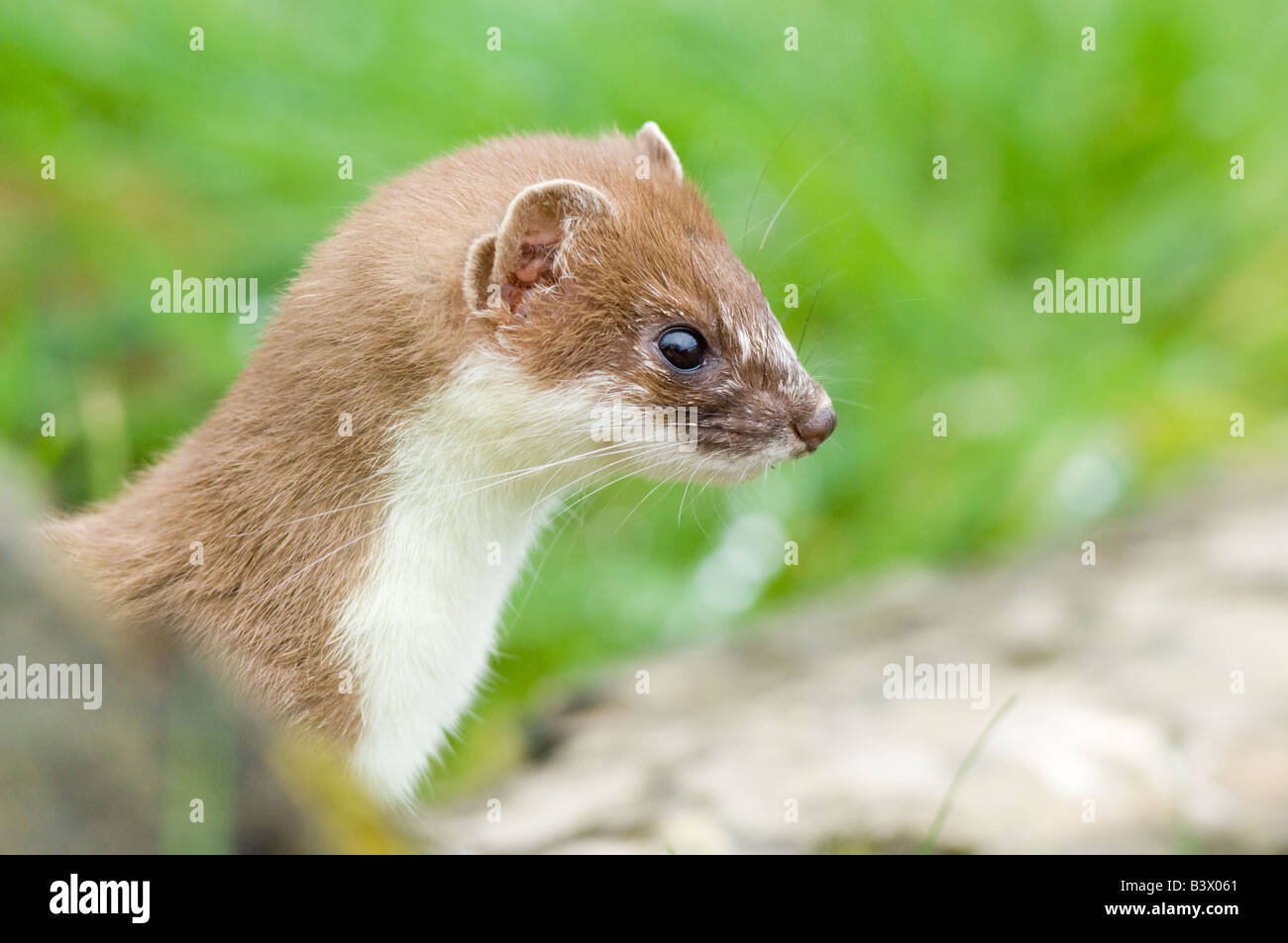 Stoat Mustela erminea Stock Photo - Alamy