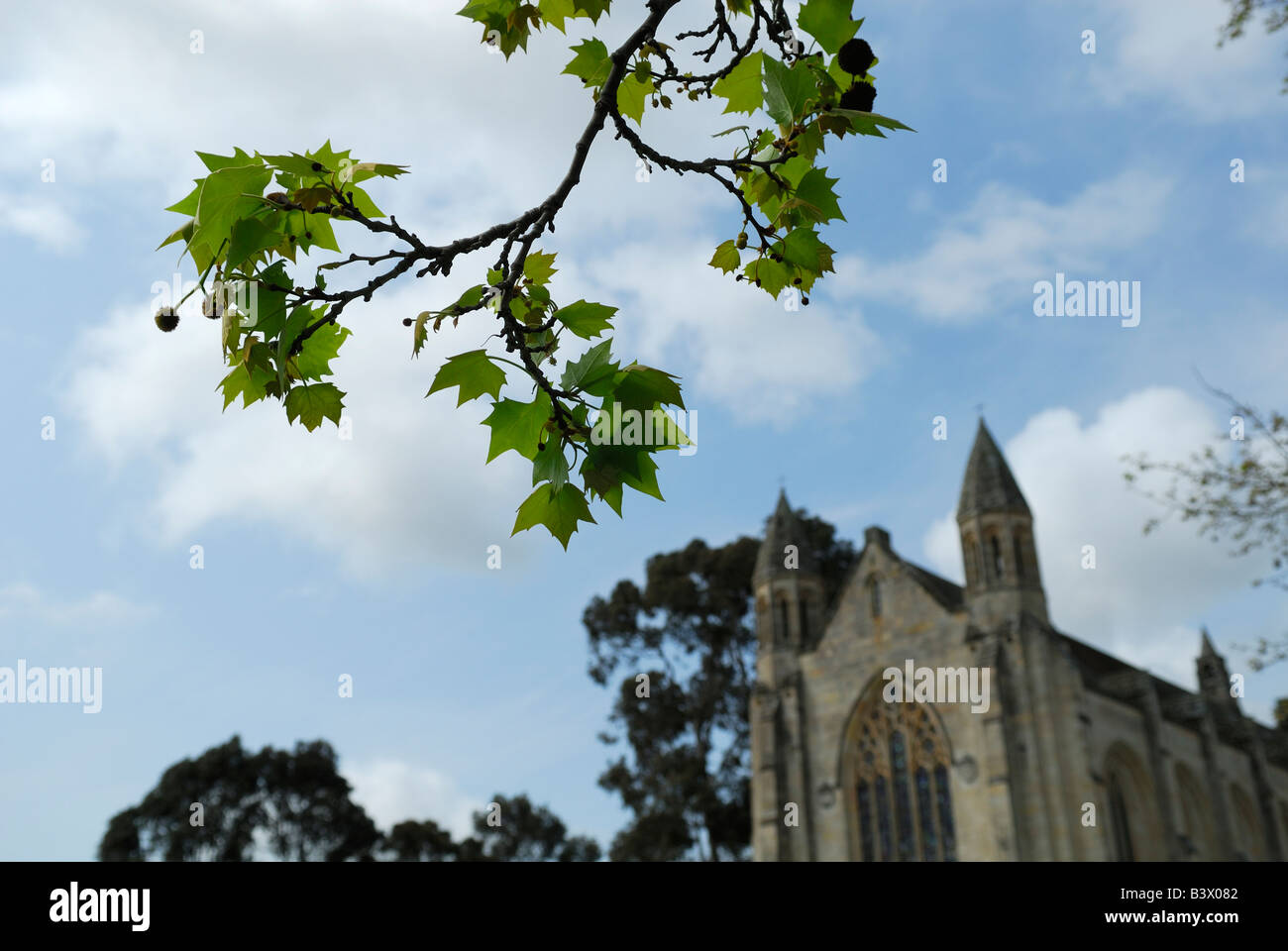 Spring growth on tree branches, with gothic cathedral in background ...