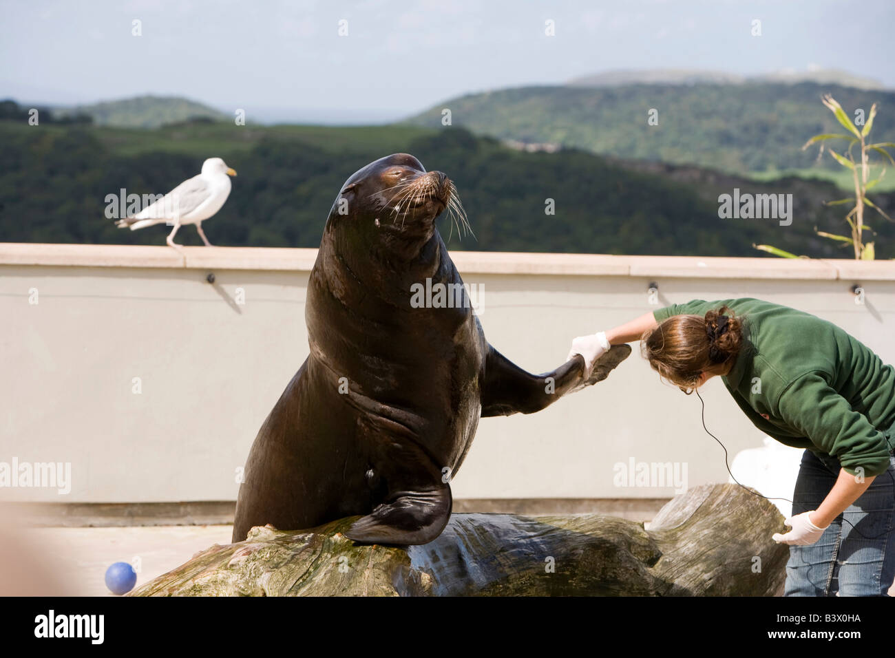 UK Wales Clwyd Colwyn Bay Welsh Mountain Zoo Californian Sea Lion ...