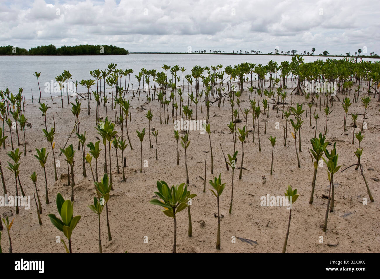 Casamance Senegal High Resolution Stock Photography and Images - Alamy