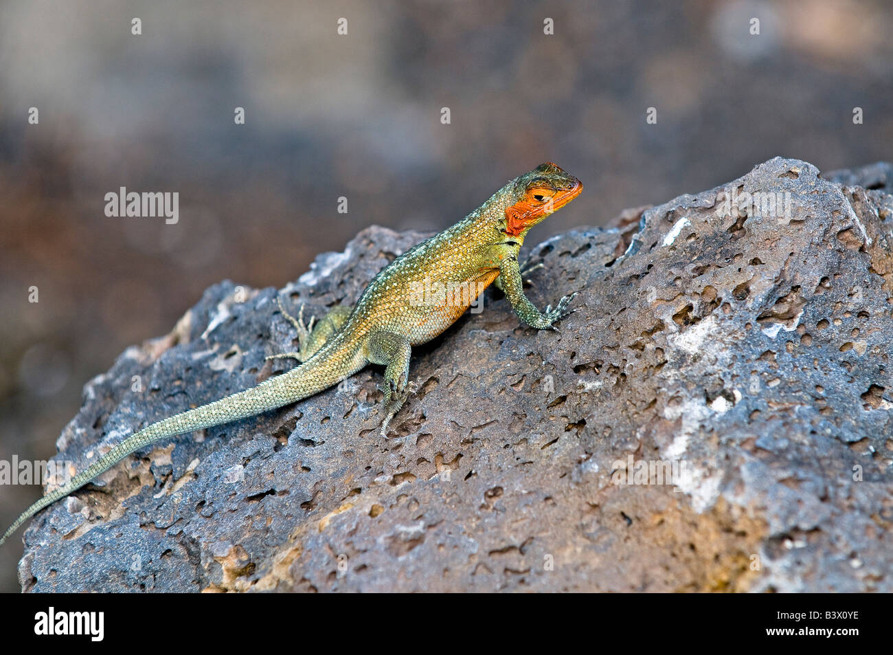 Lava Lizard on rock Stock Photo - Alamy