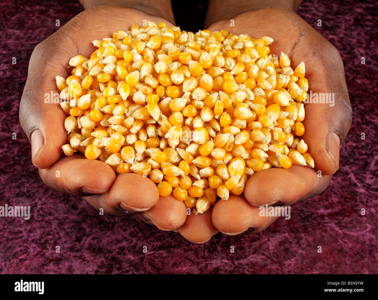 MAN HOLDING CORN KERNELS Stock Photo - Alamy
