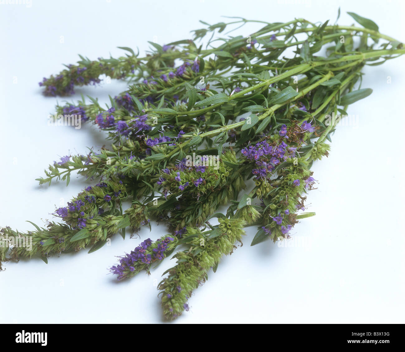Hyssop / Hyssopus officinalis Stock Photo - Alamy