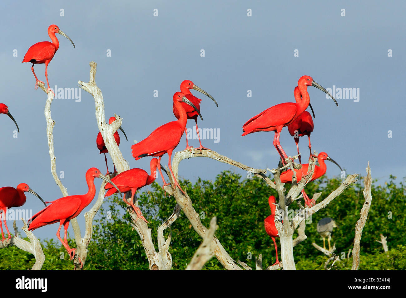 Scarlet ibis eudocimus ruber group hi-res stock photography and images ...