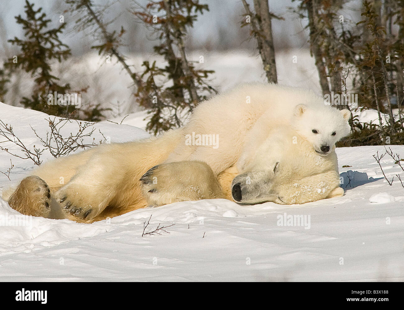 Two polar bears watching hi-res stock photography and images - Alamy