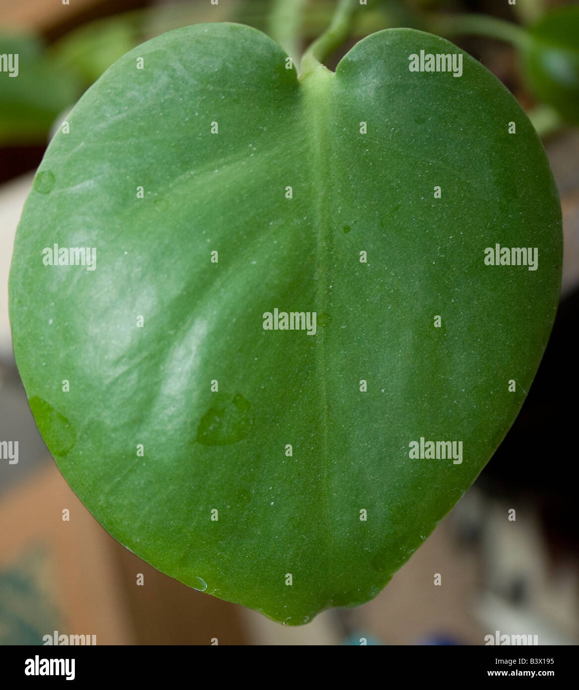 Heart shaped leaf hi-res stock photography and images - Alamy