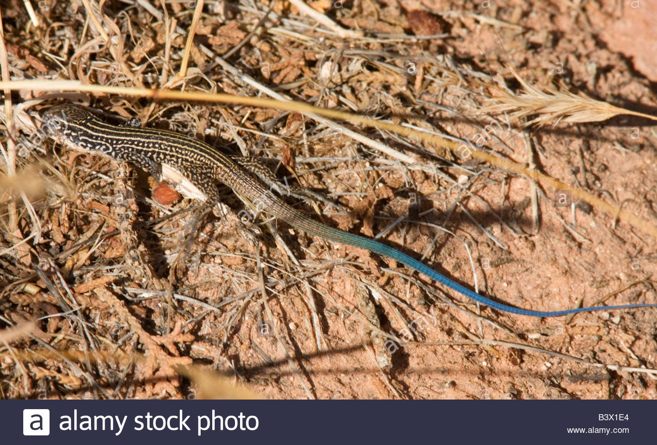 Western Whiptail Lizard High Resolution Stock Photography and Images ...