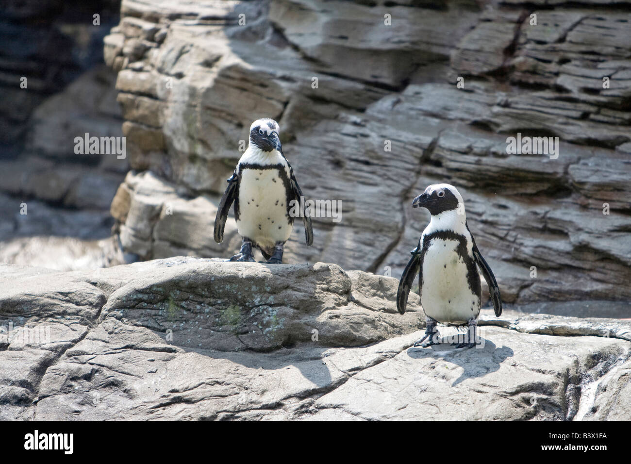 Two penguins standing on some rocks in sunshine Stock Photo - Alamy
