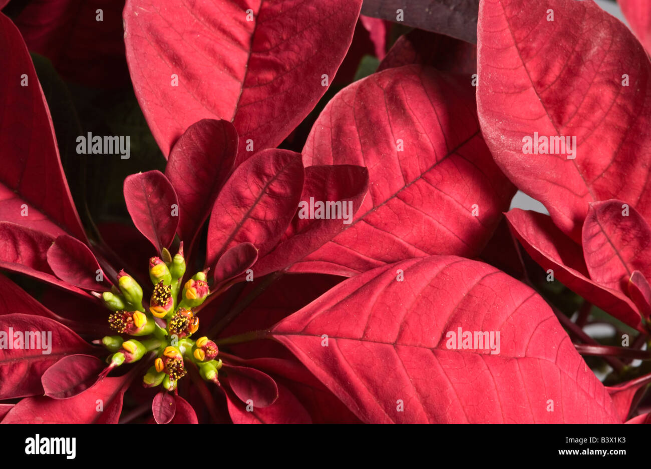 Christmas red poinsettia blossom Stock Photo - Alamy