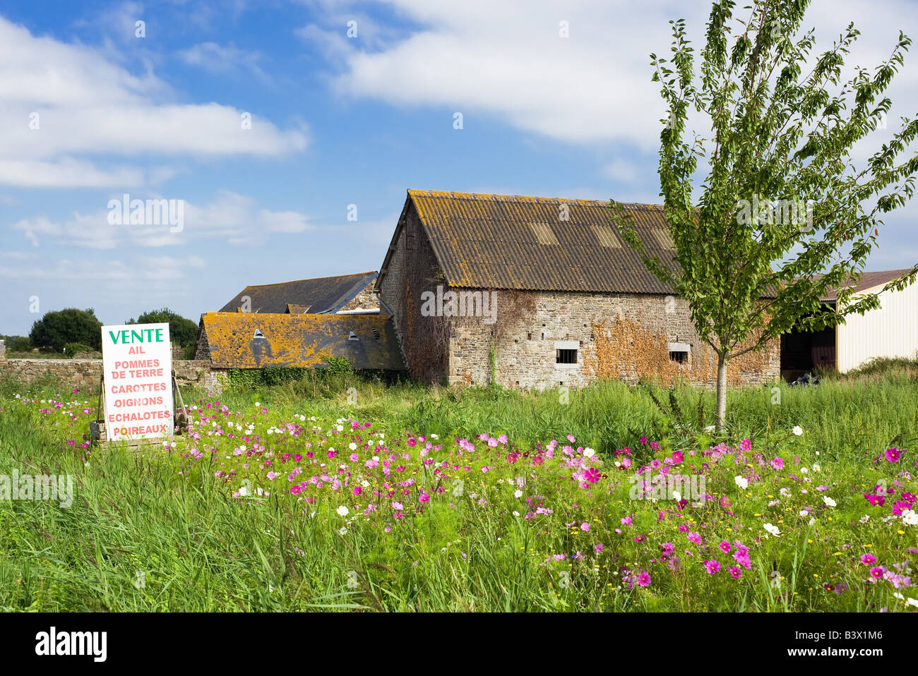 FARM MARKET FRESH PRODUCE SIGN AND OLD BARNS WITH WILD COSMOS FLOWERS ...