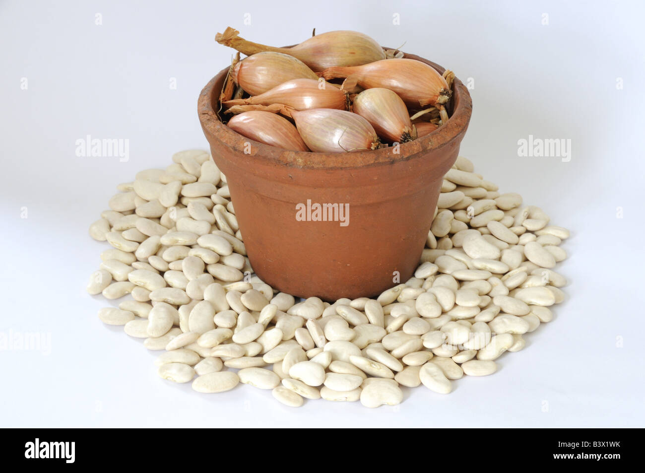 Dried butter beans Phaseolus lunatus surrounding shollots in pot Stock ...